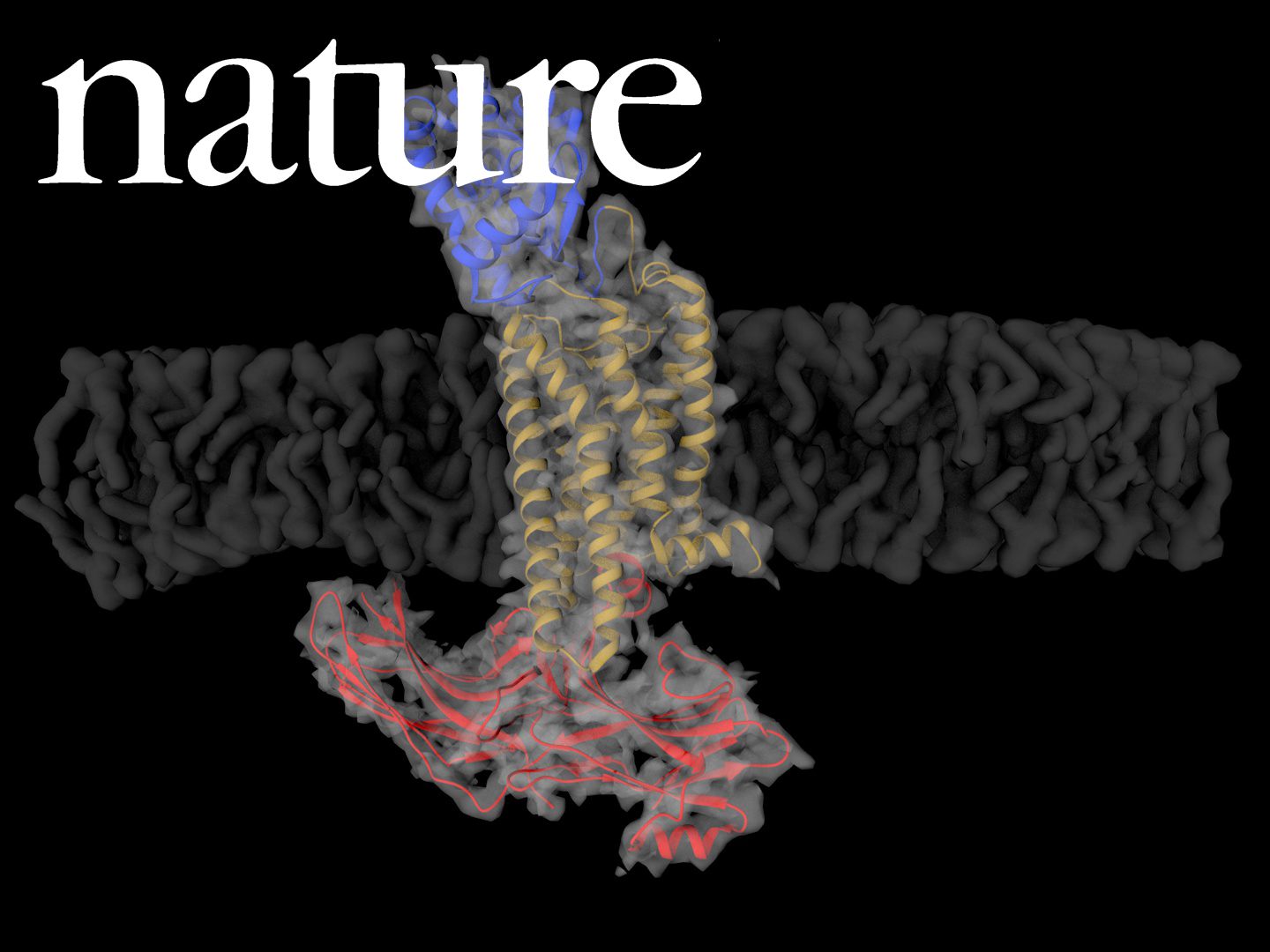 Crystal structure of rhodopsin bound to arrestin by femtosecond X-ray ... Crystal structure of rhodopsin bound to arrestin by femtosecond X-ray ...