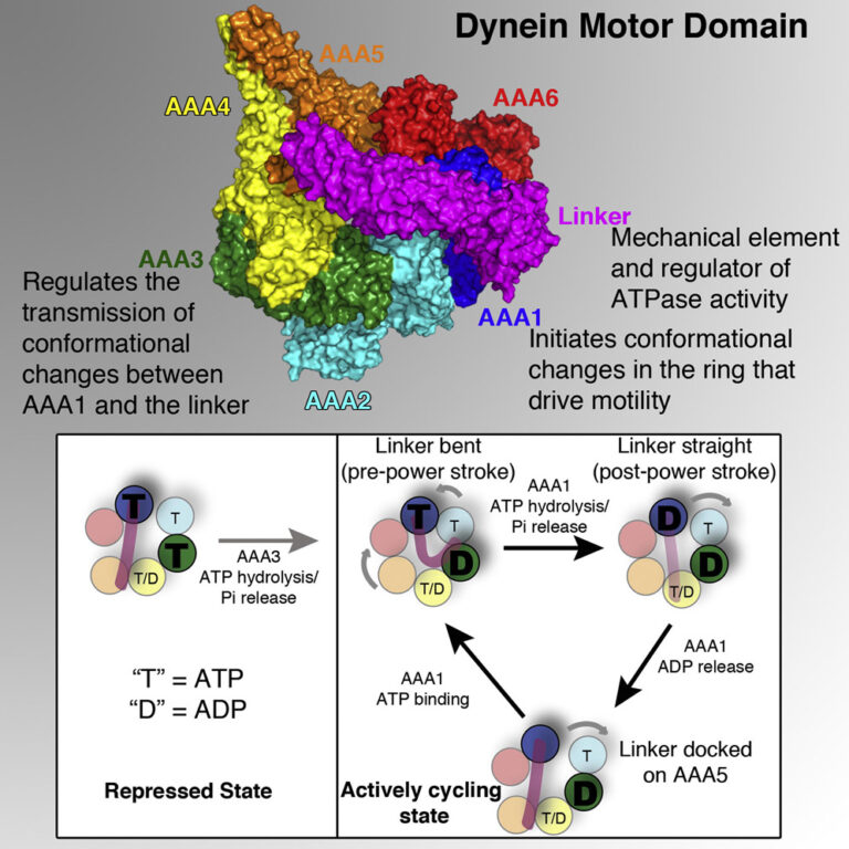 Allosteric communication in the dynein motor domain. – StrubiOS
