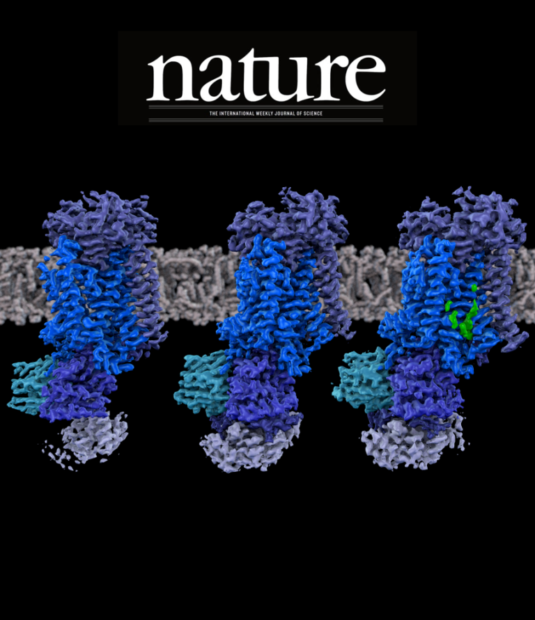 Structure and autoregulation of a P4-ATPase lipid flippase – StrubiOS