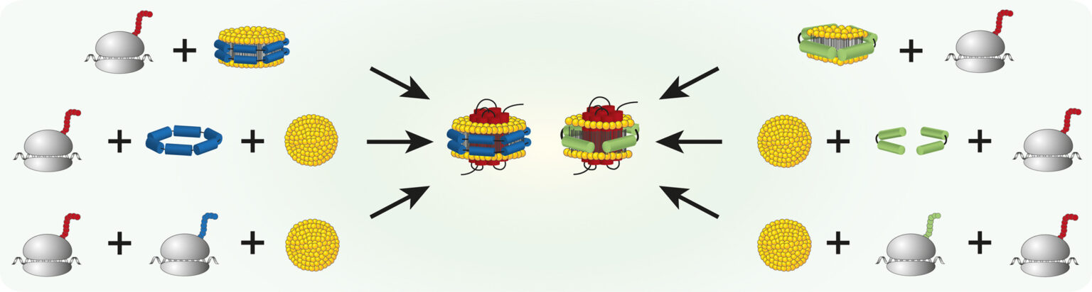 Cotranslational assembly of membrane protein/nanoparticles in cell-free ...
