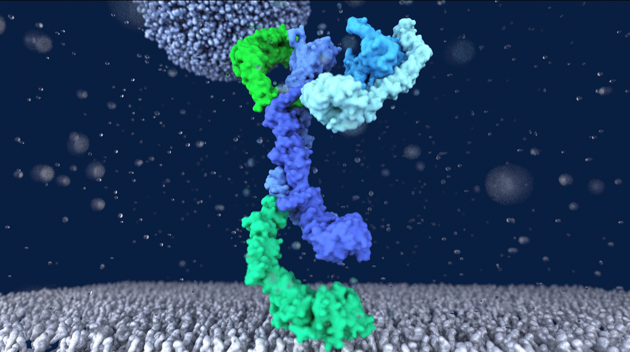 Structure of the HOPS tethering complex, a lysosomal membrane fusion ...