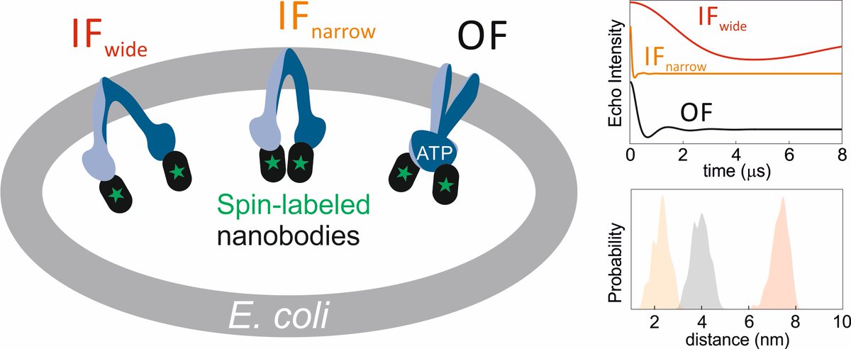 The ABC transporter MsbA adopts the wide inward-open conformation in E ...