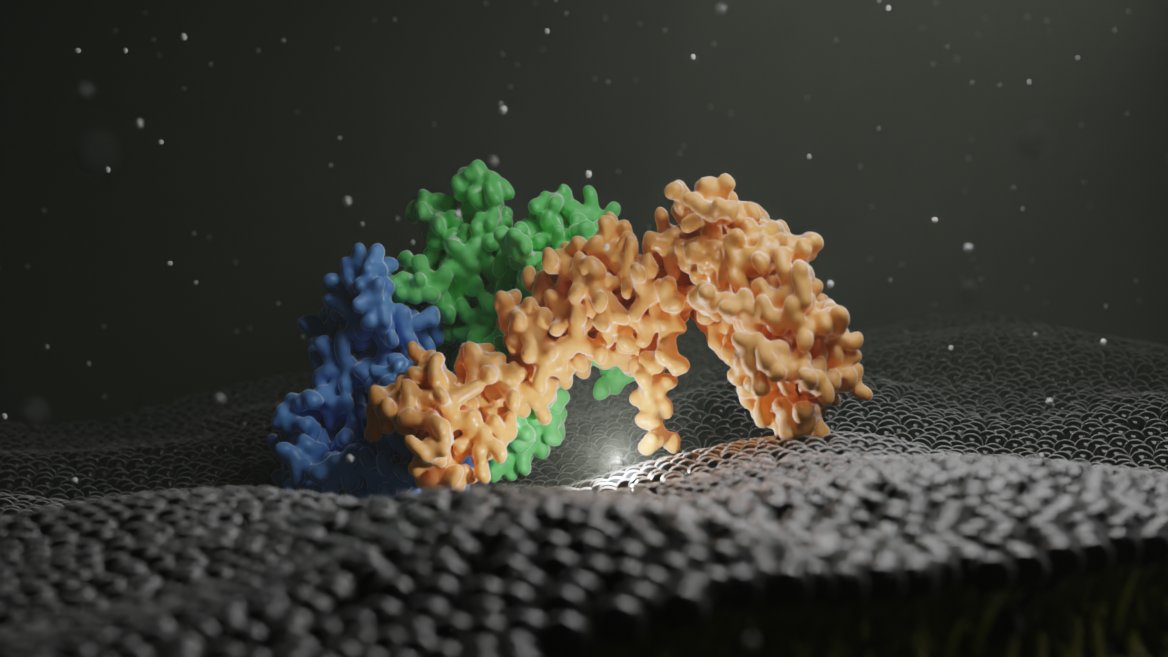 Structure of the metazoan Rab7 GEF complex Mon1–Ccz1–Bulli – StrubiOS